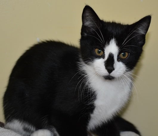 Tux & His Family Required Immediate Help | Alberta SPCA