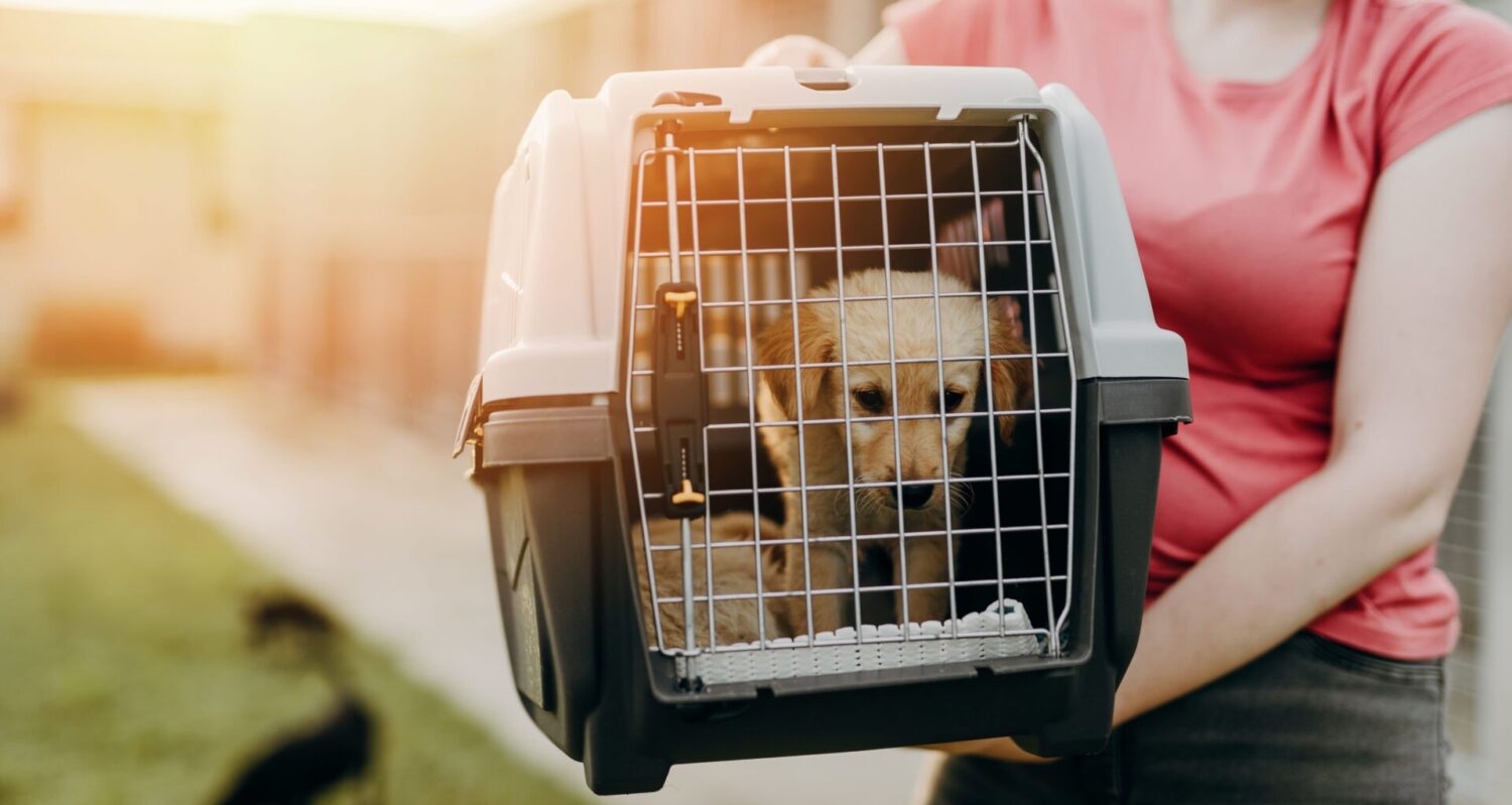 Emergency Preparedness | Alberta SPCA