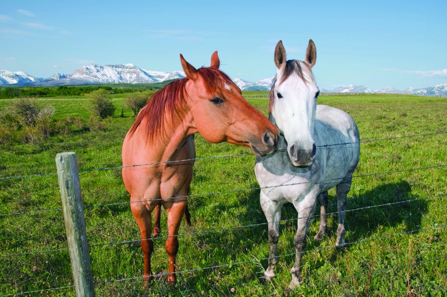 Protecting Alberta's Animals | Alberta SPCA